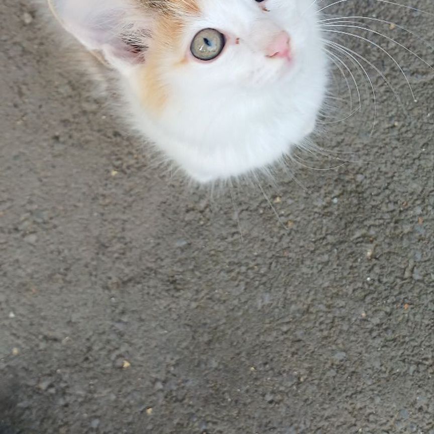 Котенок девочка