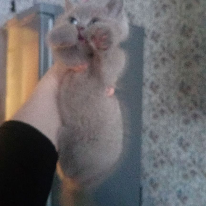 Британский короткошёрстный котёнок