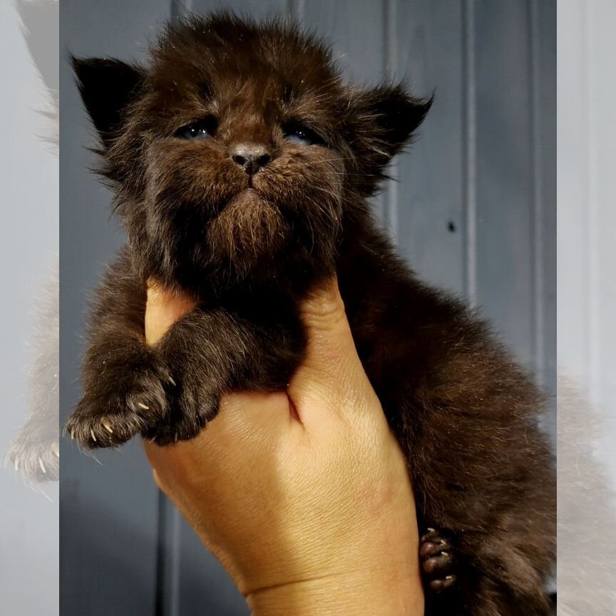 Мейн-кун котёнок