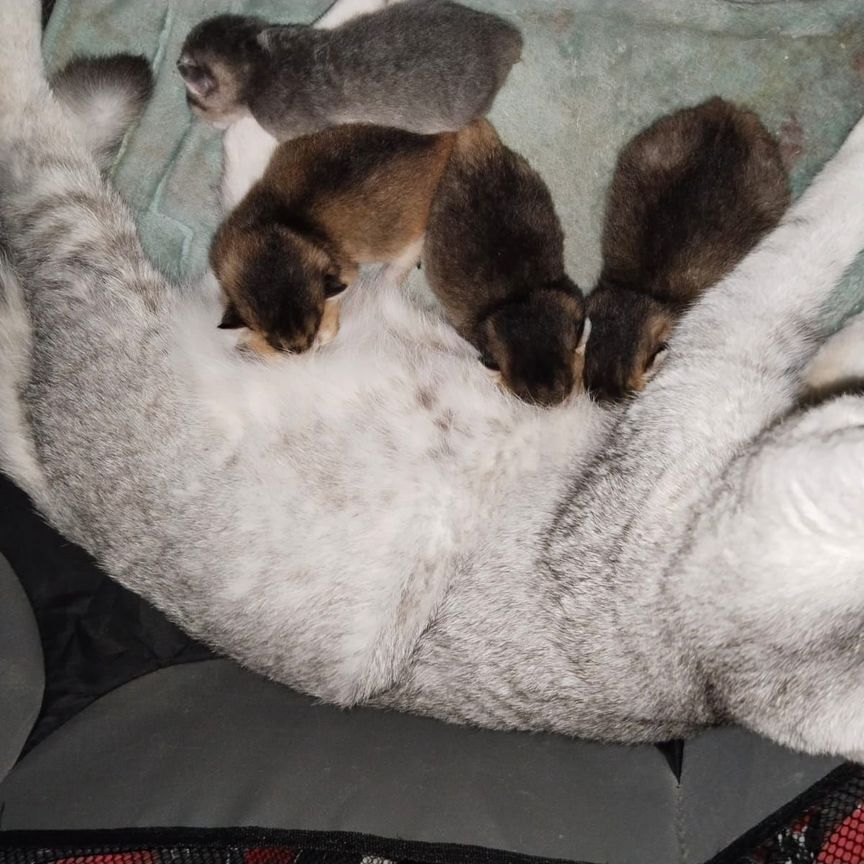 Шотландские золотые шиншиллы котята