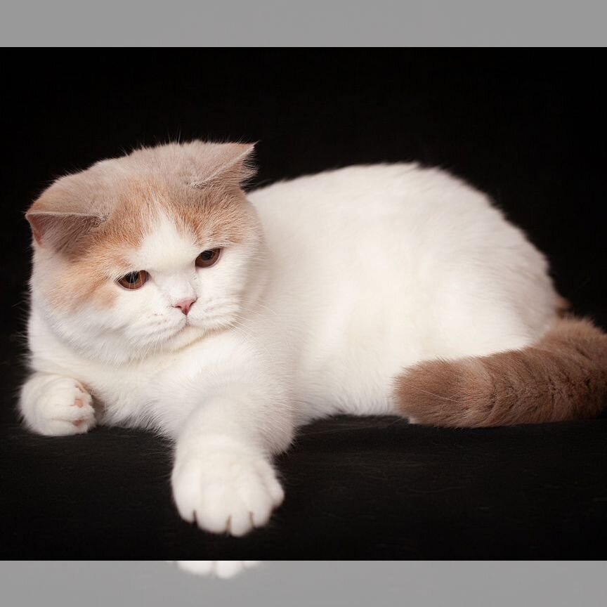 Британский короткошёрстный котёнок