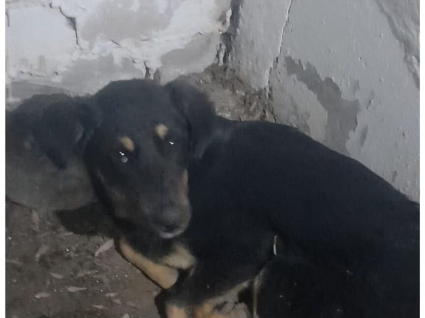 Собака в добрые руки мальчик