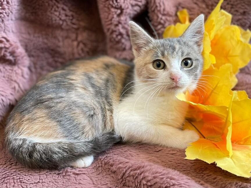 Котенок Кнопочка