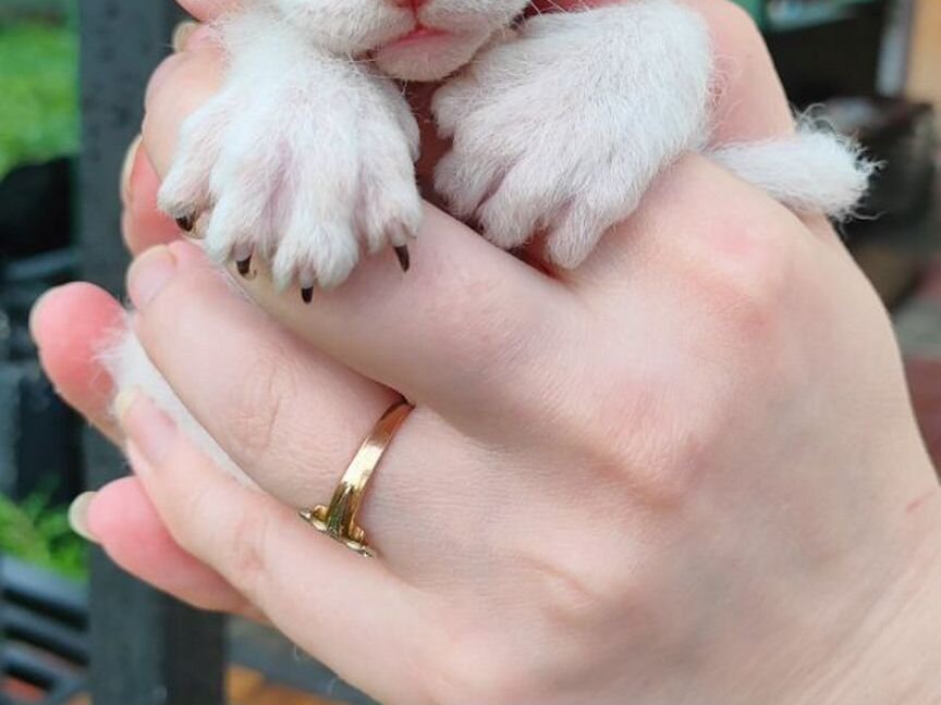 Котёнок сфинкс браш