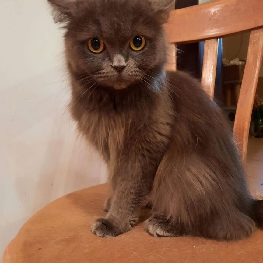 Отдам в добрые руки кошку