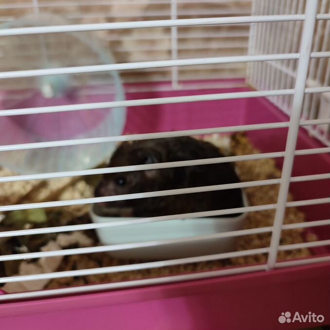Отдадим в хорошие руки
