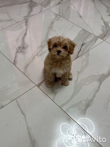 Мальтипу ф1 красотка девочка меллер карамель