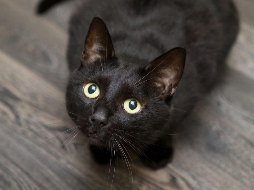 Котик Ричи, кастрирован. Очень нужен дом