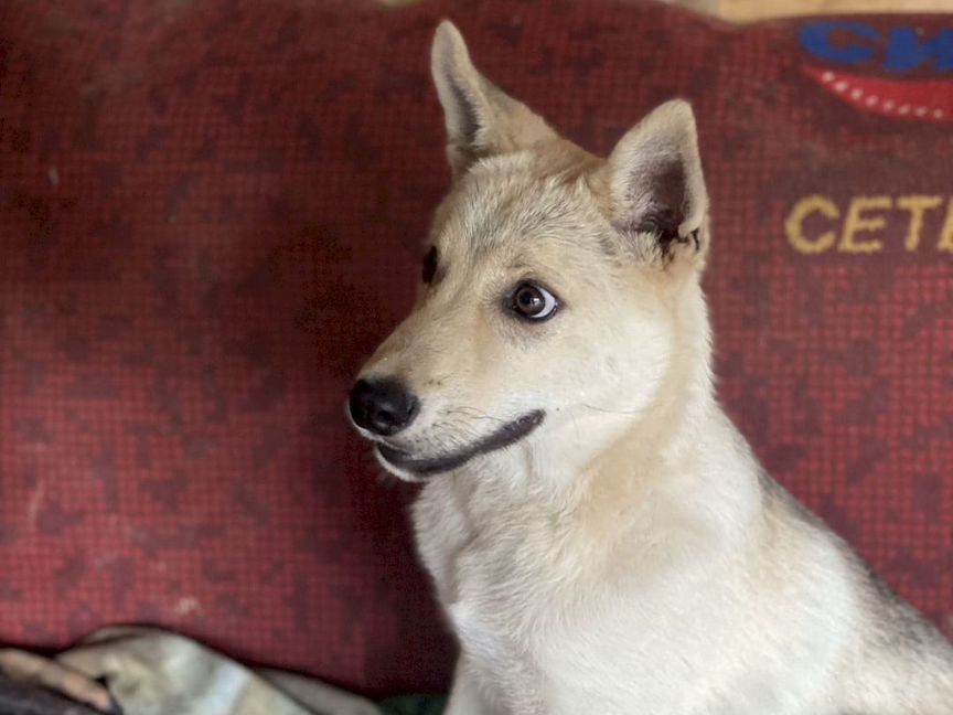 Отдаю бесплатно собаку Гудвина