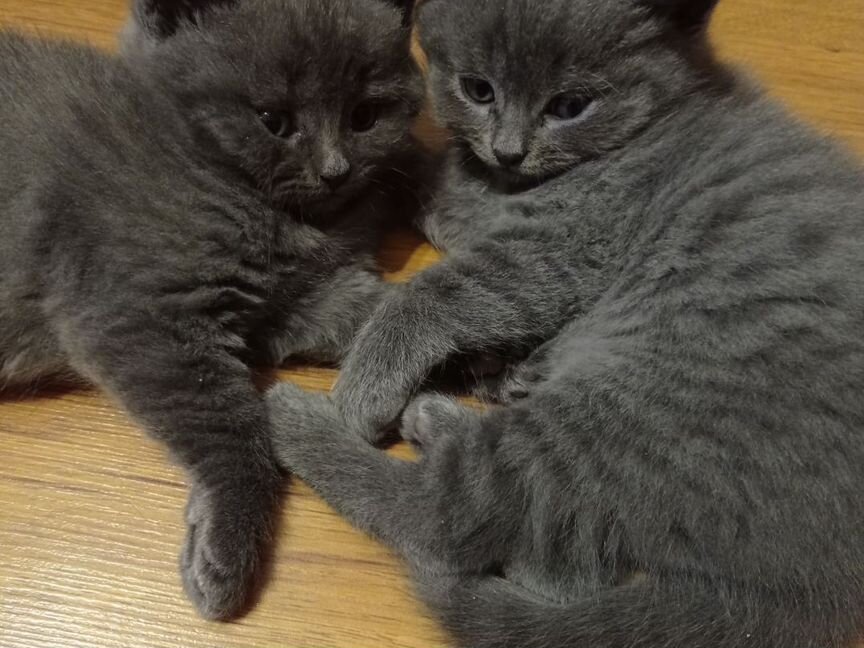 Британские котята