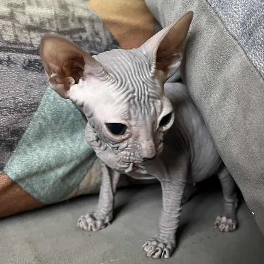 Канадский сфинкс котёнок
