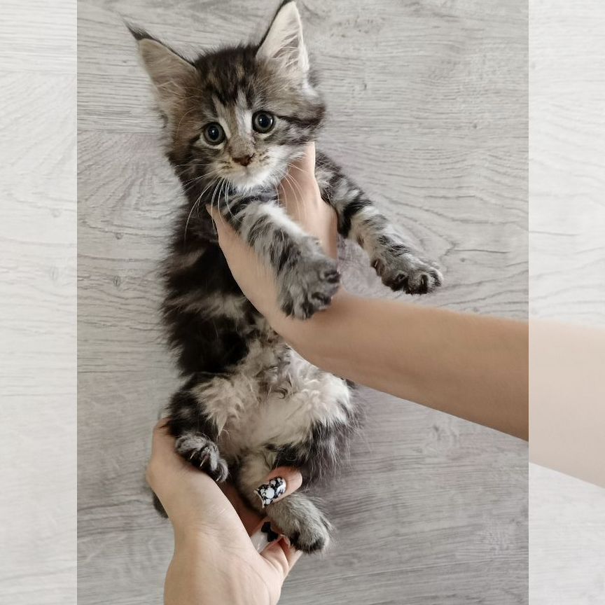 Мейн-кун котёнок