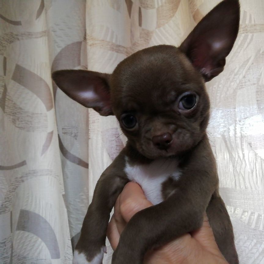 Щенок чихуахуа