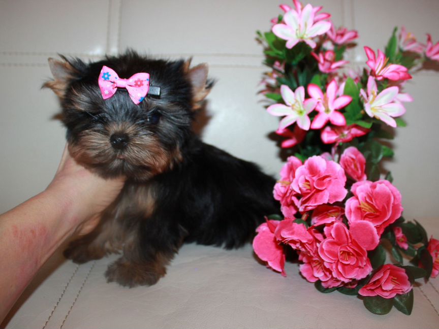 Красоточка девочка 2.5 мес