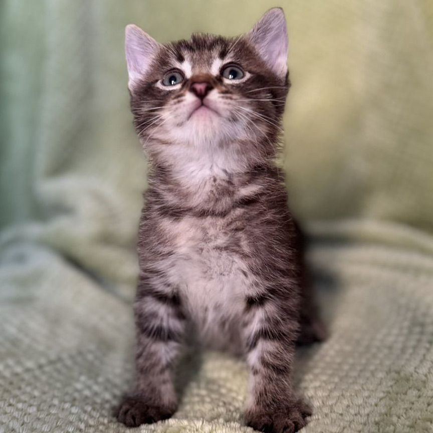Котята ищут дом