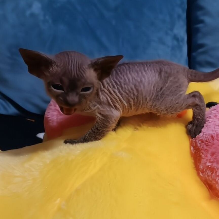 Канадский сфинкс котёнок