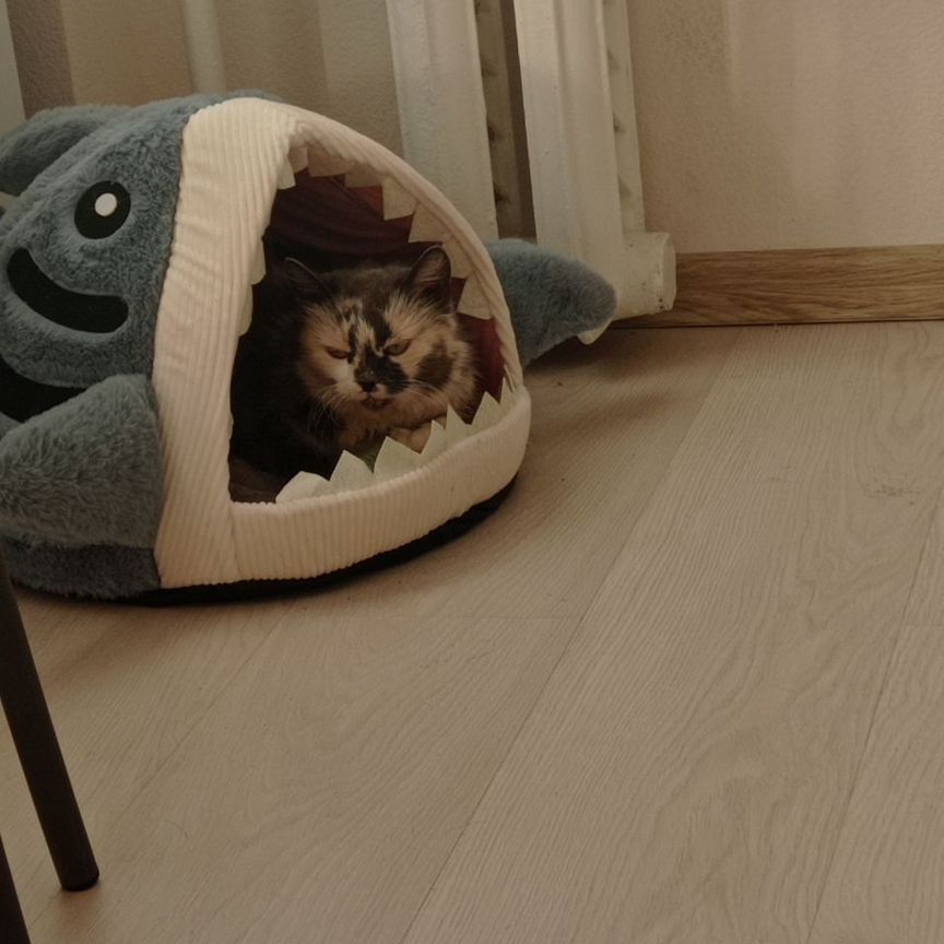 Отдам двух котов
