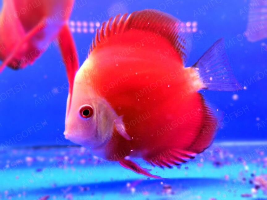 Дискус Мальборо белоголовый (Discus White Face Ma