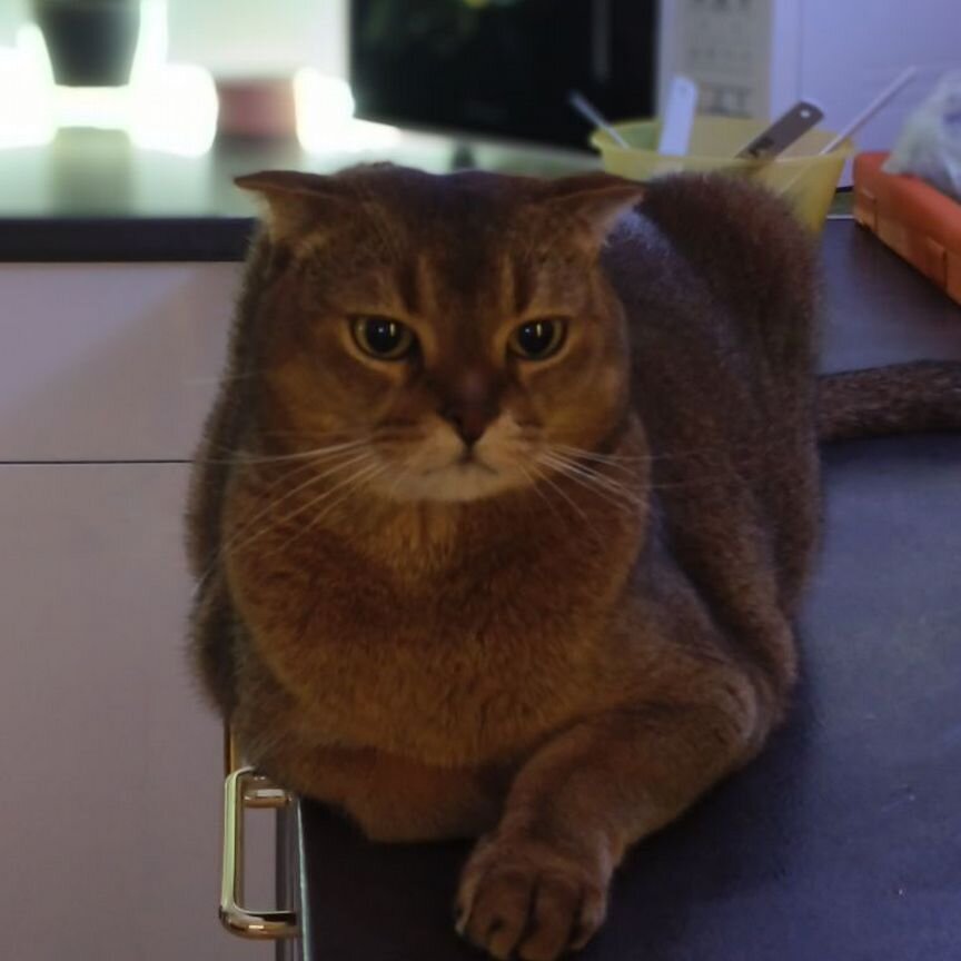 Шотландский вислоухий короткошёрстный кот, взрослый