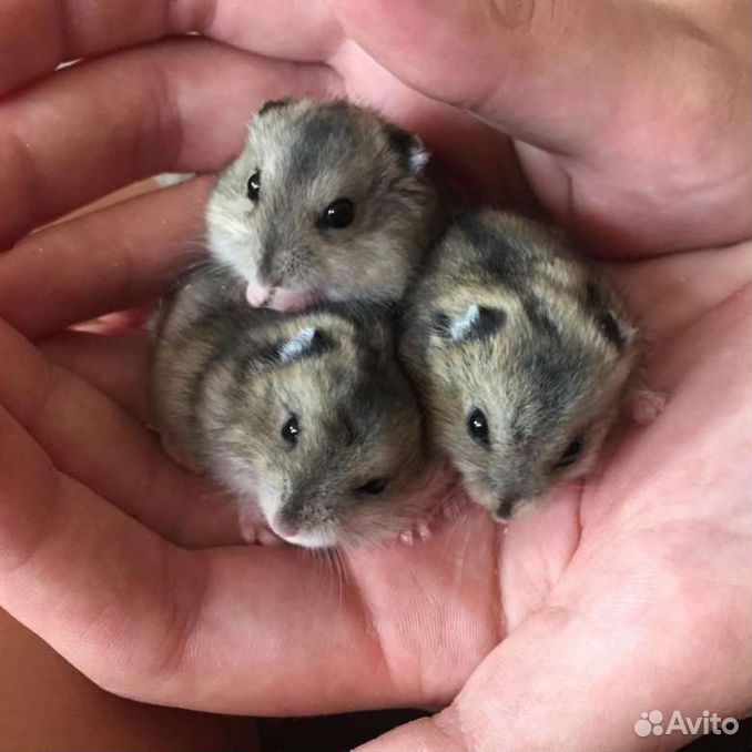 Джунгарский хомяк бесплатно