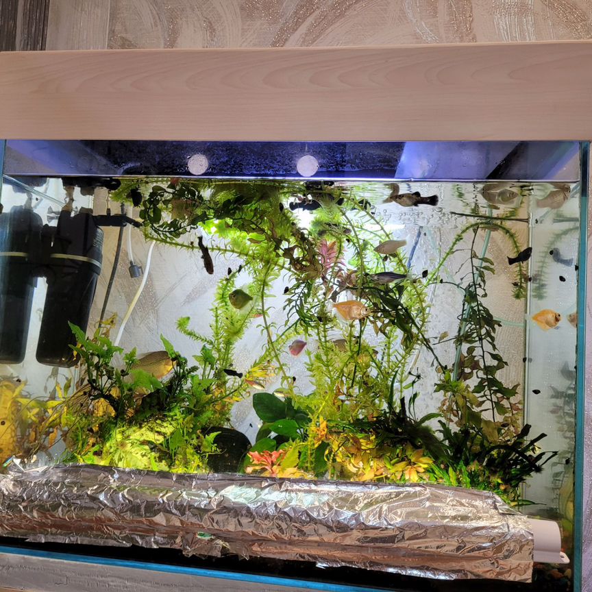 Аквариум 80л с рыбками