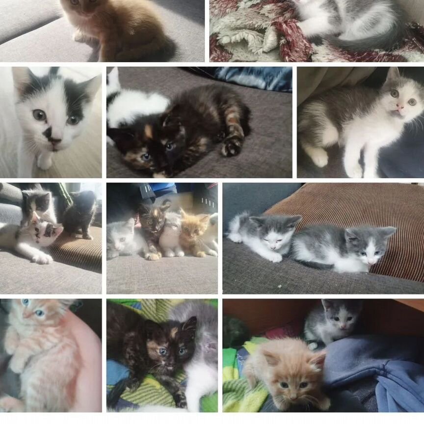 Котёнок в добрые руки