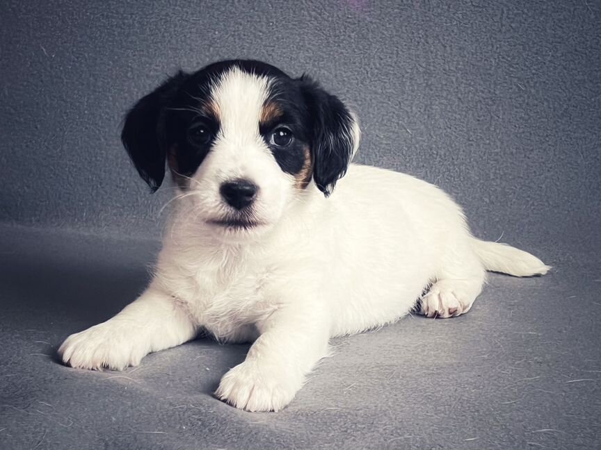 Джек рассел терьер щенок девочка