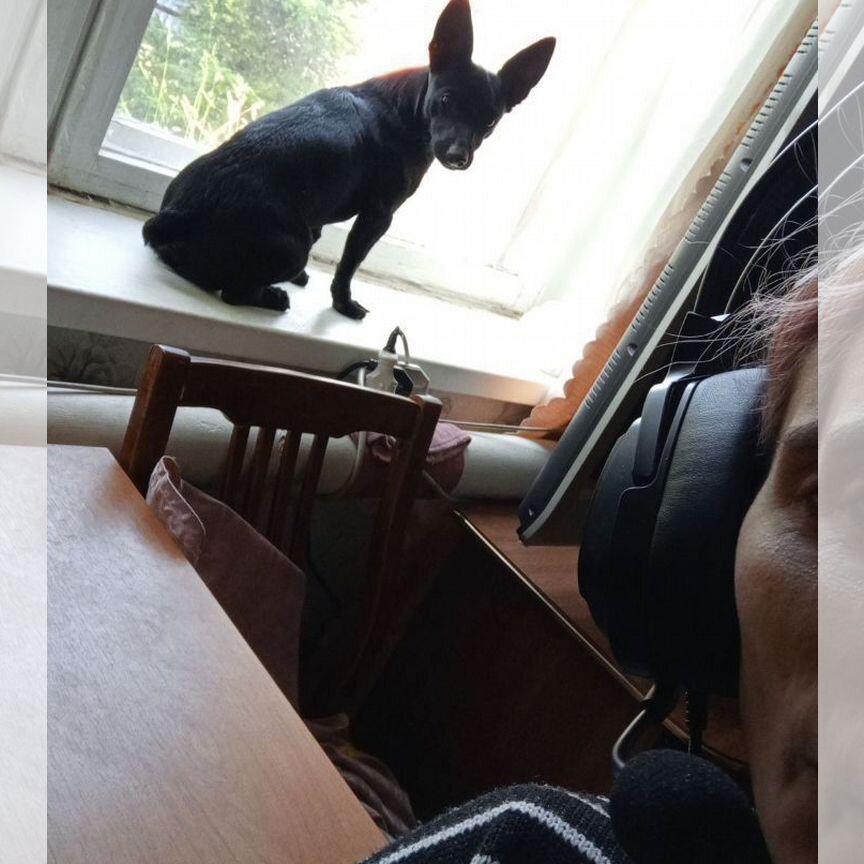 Русский той-терьер, взрослый пёс