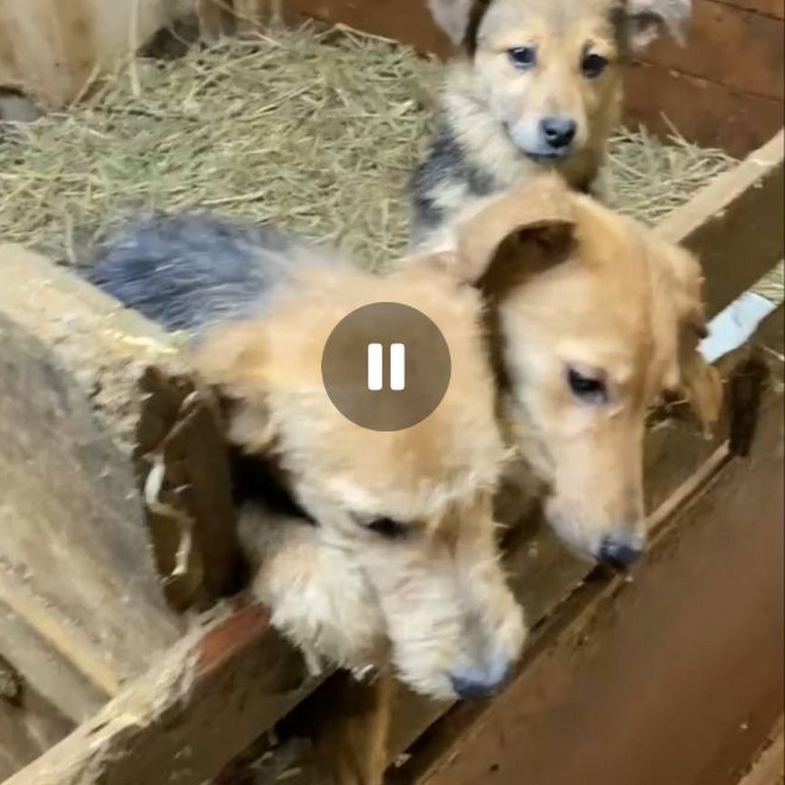 Щенок в добрые руки