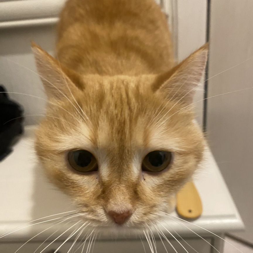 Кошка в добрые руки отдам бесплатно