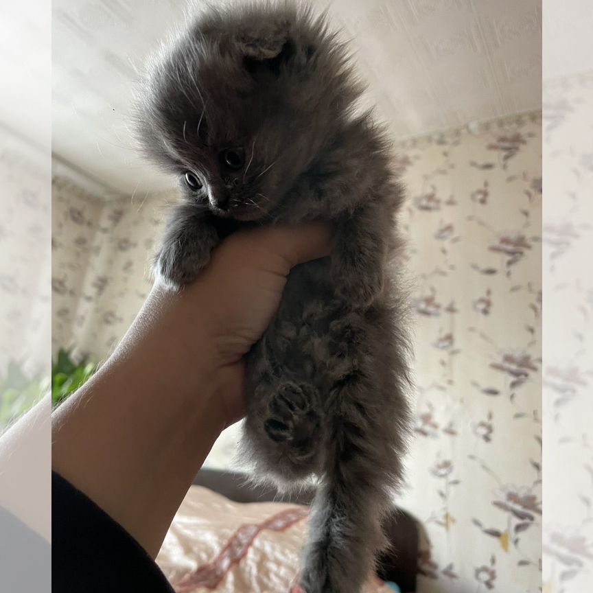 Шотландский вислоухий длинношёрстный котёнок