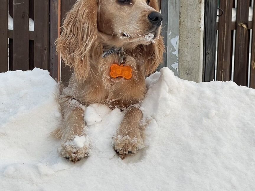 Собака в добрые руки спаниель