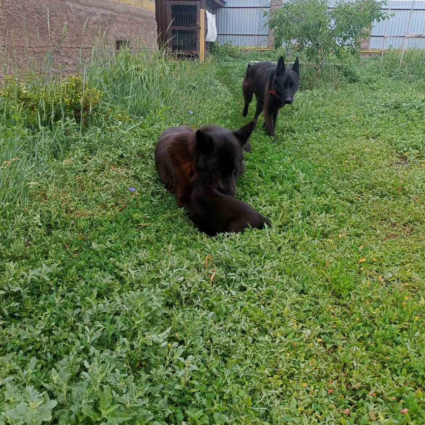 Продам щенков