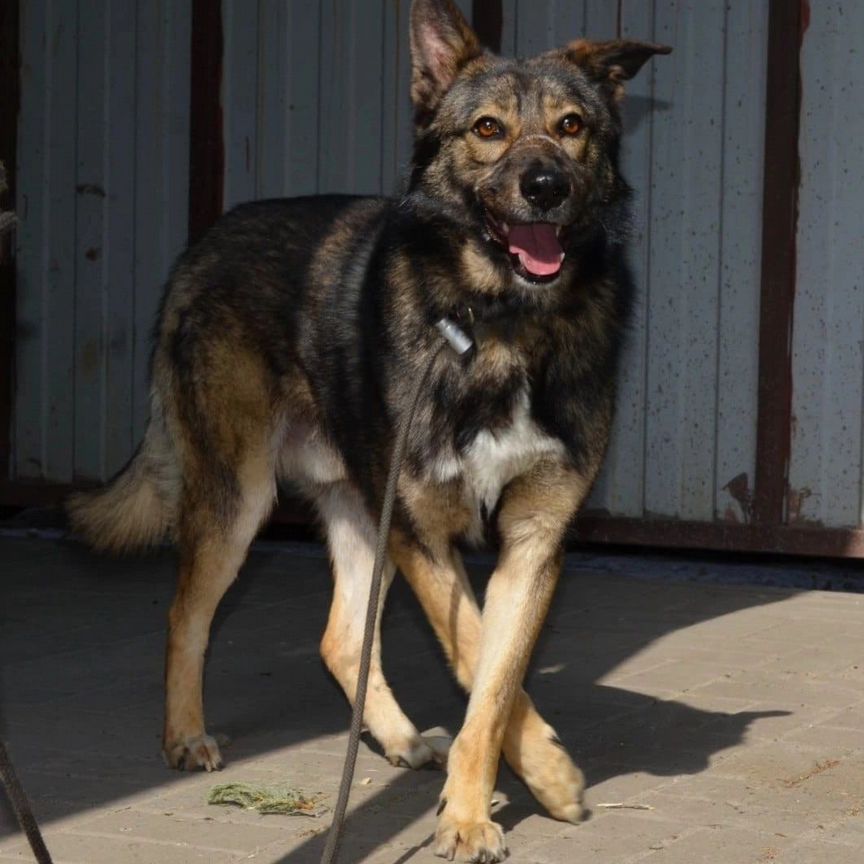 Фокс ищет дом