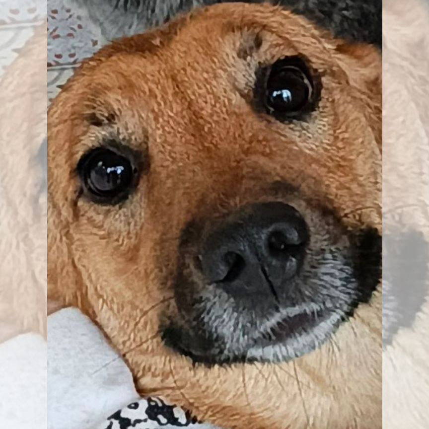 Взрослая собака в добрые руки