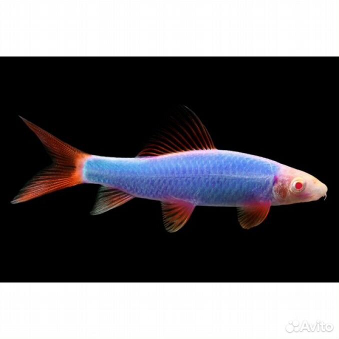 Лабео Синий Гло