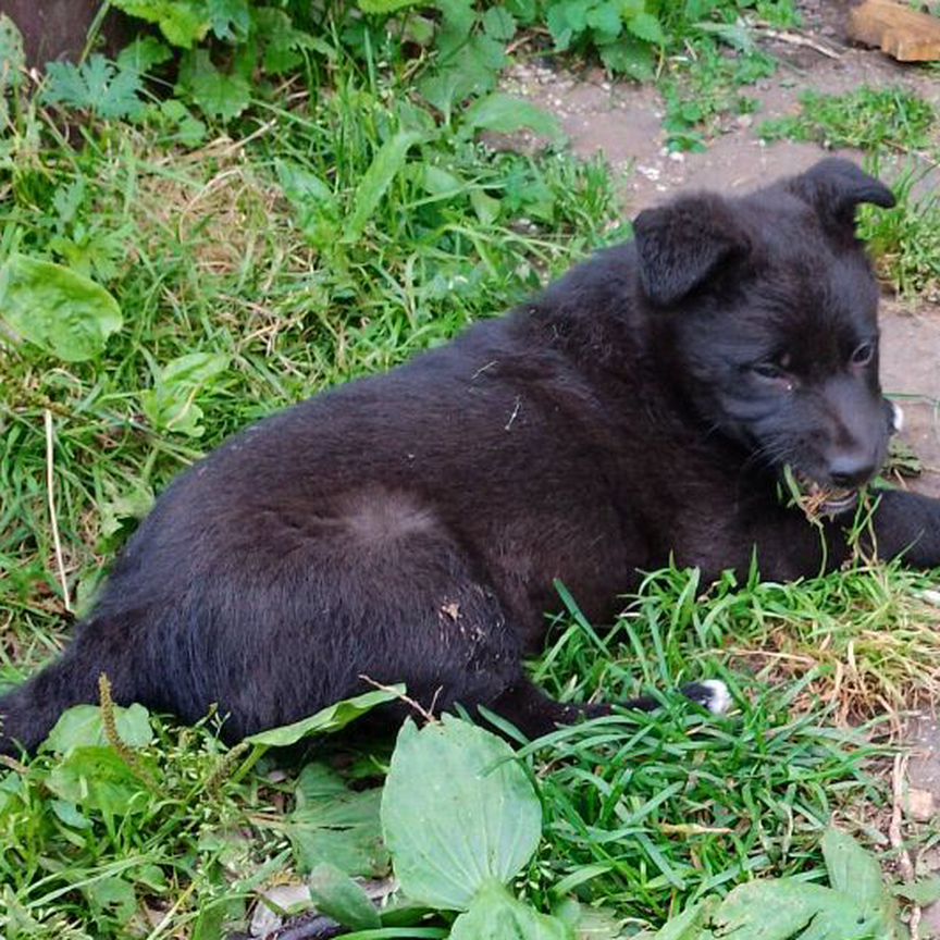 Щенок русско- европейской лайки