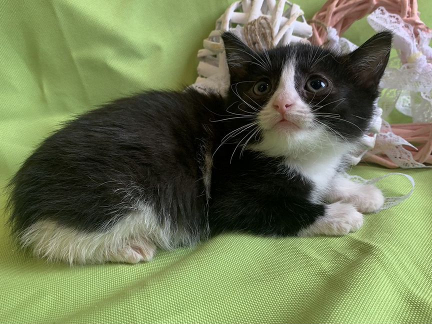 Котенок Ириска