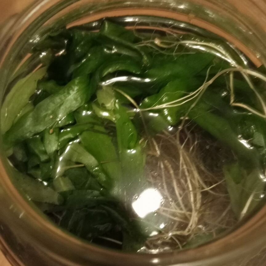 Криптокорина (много)