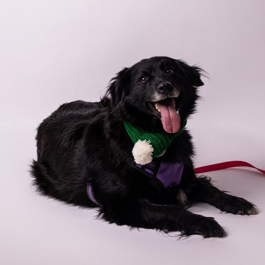 Прекрасная собака в добрые руки