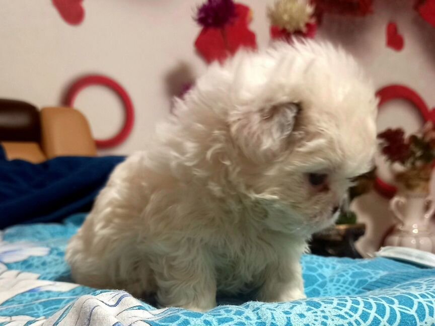 Щенки пекинеса