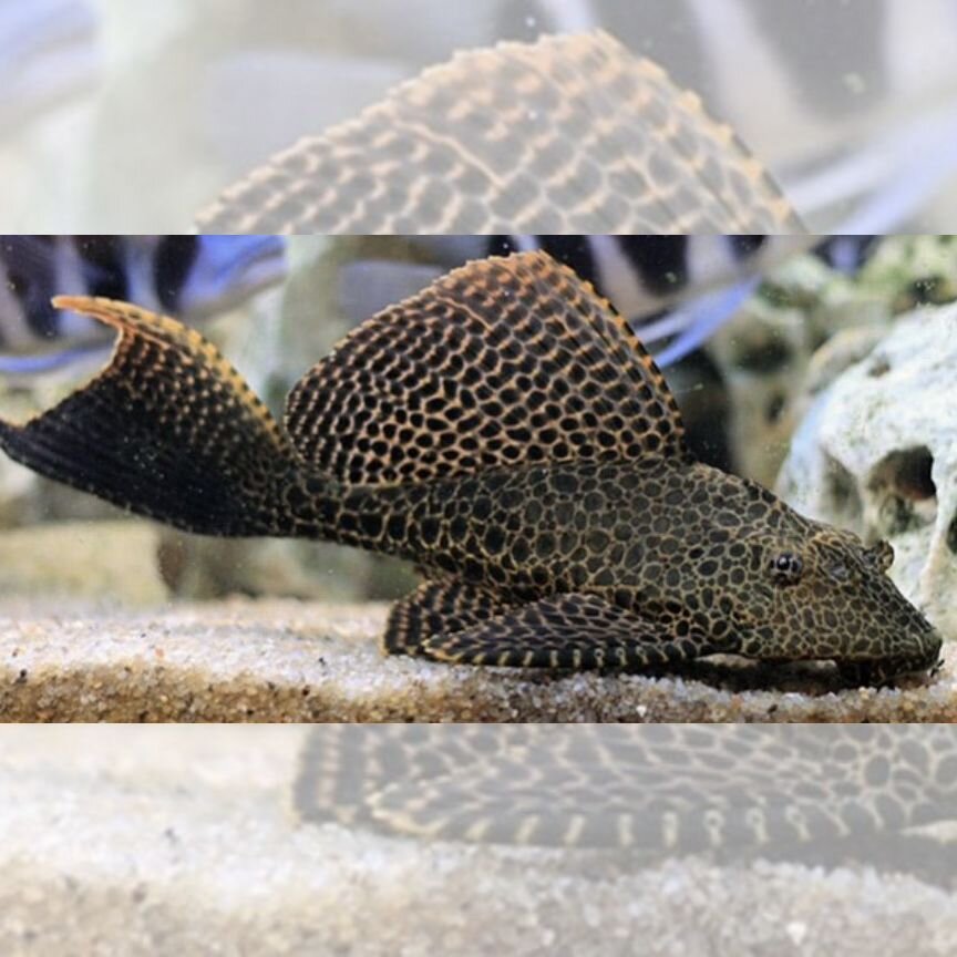 Сом птеригоплихт