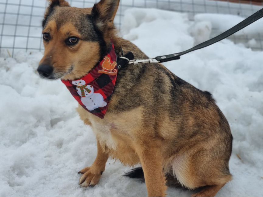 Скромная собачка Ася из приюта ищет дом