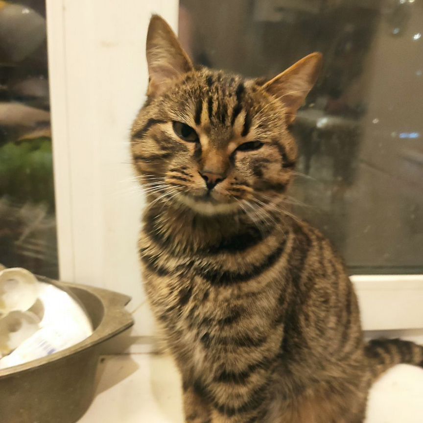 Молодой котик в поисках дома