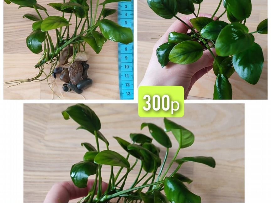 Водоросли для аквариума Анубиса Криптокарина