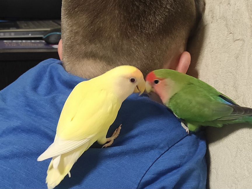 Неразлучники ручные с клеткой