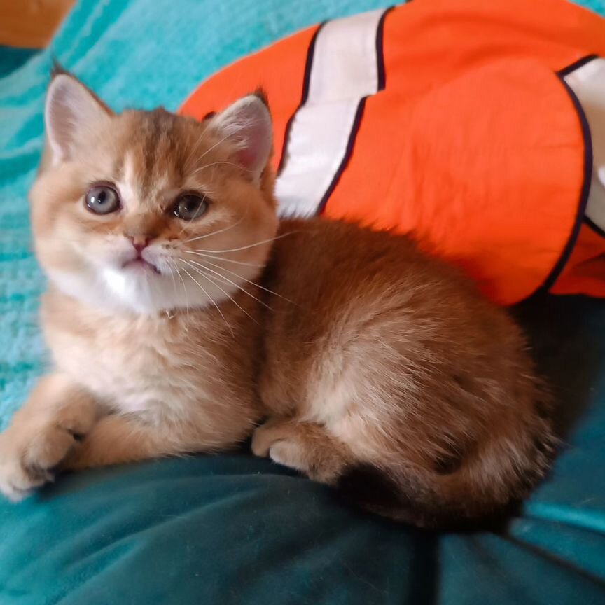 Котята золотая шиншилла, британцы