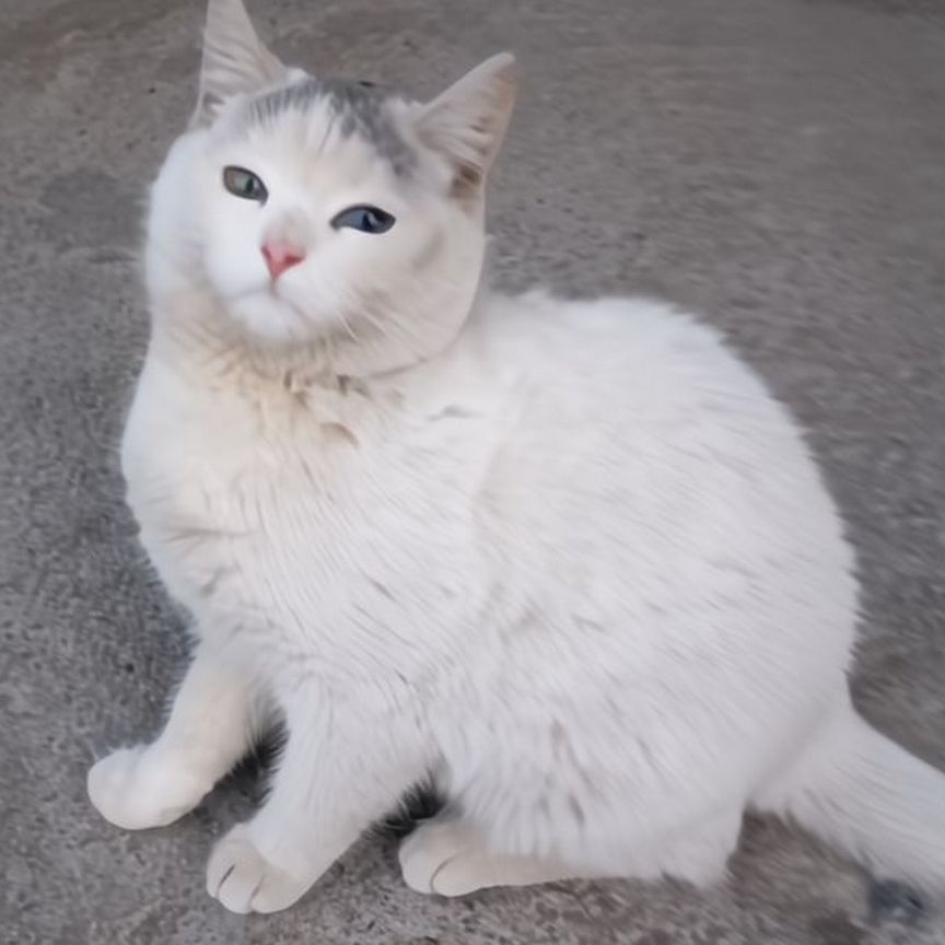 Ориентальная, взрослая кошка