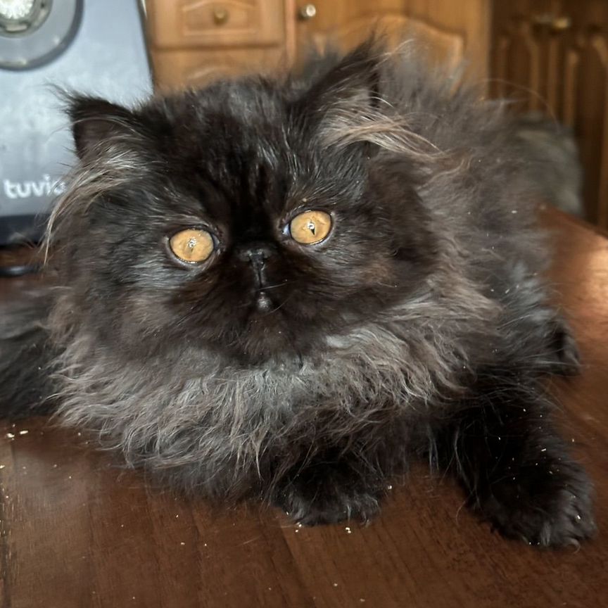 Персидский котёнок