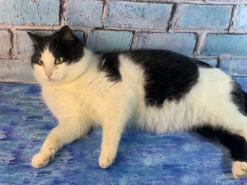 Кот Митя добряк